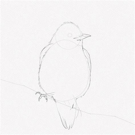 Con Chim Vẽ Đáng Yêu 10 Mẹo Vẽ Chim Dễ Thương Nhanh Chóng Và Chính Xác Nhấp Vào Đây