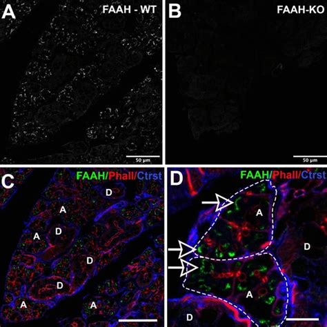 Faah Protein Expression In Acini Of Submandibular Gland A B Faah