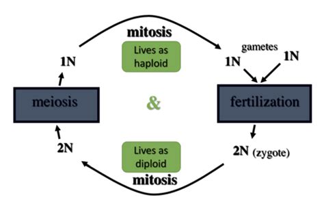 Biol 1031 Lab Practical Exam 1 Flashcards Quizlet
