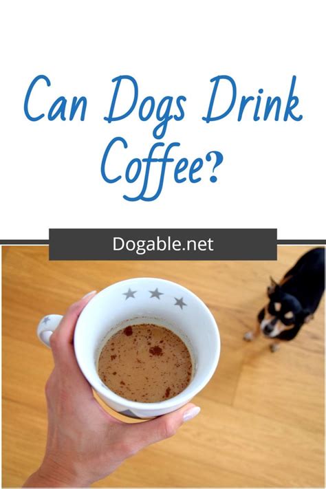 Can Dogs Drink Coffee Coffee Drinks Canning Coffee
