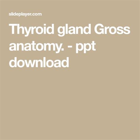 Thyroid Gland Gross Anatomy