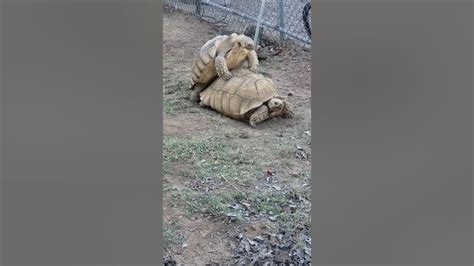 Giant Turtle Sex Youtube