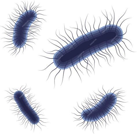 Premium Vector Escherichia Coli Bacteria Or E Coli Illustration