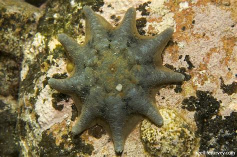 Meridiastra Calcar Eight Armed Seastar Reef Life Survey