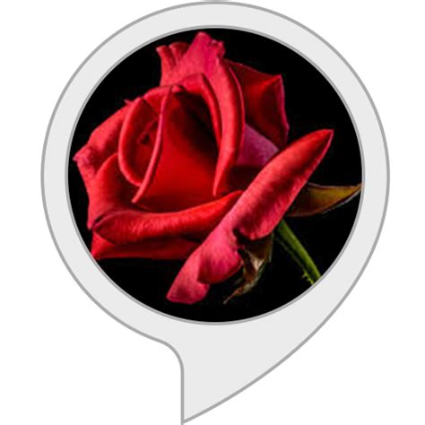 Amazon In Sweet Dreams Alexa Skills