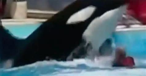 Sex Crazed SeaWorld Orca So Dangerous He S Been Locked Away From Humans Since 2004 Daily Star