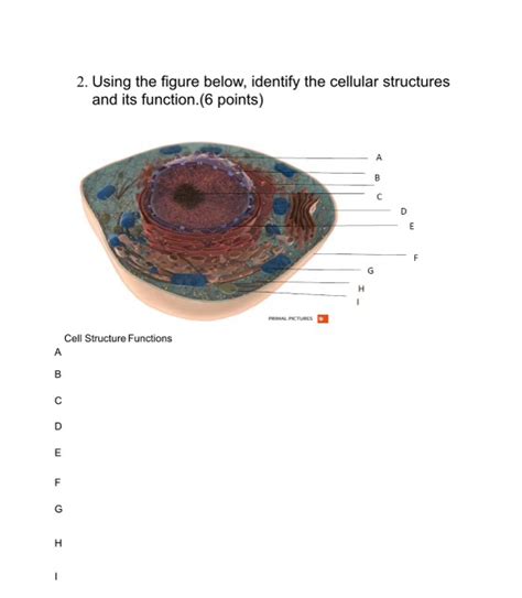 Solved Using The Figure Below Identify The Cellular