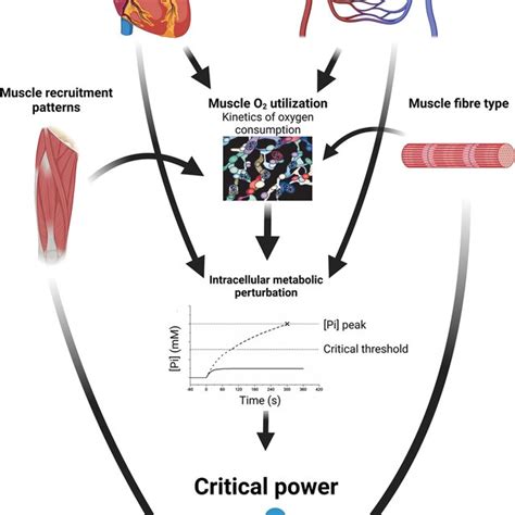 Schematic Illustrating An Adaptation Of Wassermans Classic “gears