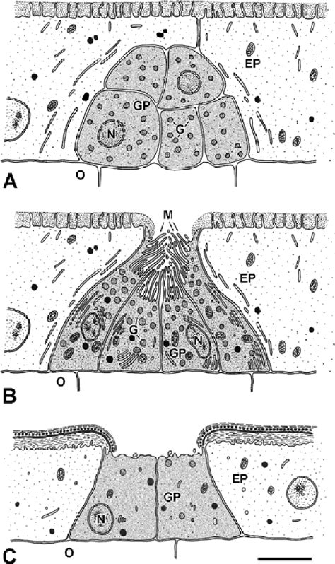 Figure 2 From Fine Structure And Function Of The Genital Pore Of The