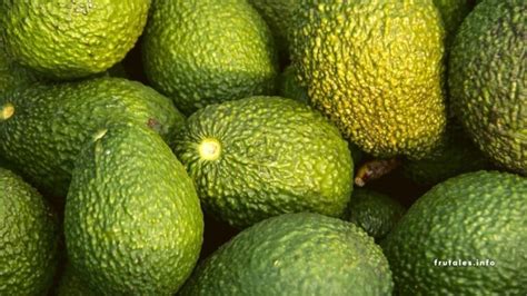 Cuánto tarda un aguacate en dar fruto Guía completa