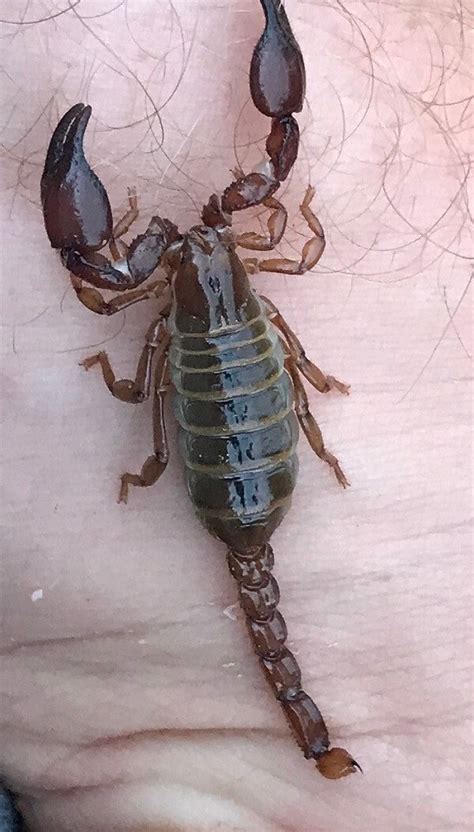Types Of Scorpions In Arizona 38 Species With Photos 2022
