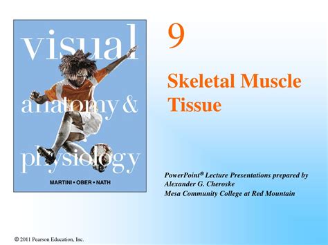 Ppt Exploring Skeletal Muscle Tissue Functional Insights And Anatomy