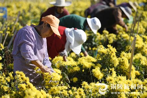 中安在线铜陵频道 铜陵新闻 菊花香飘致富路