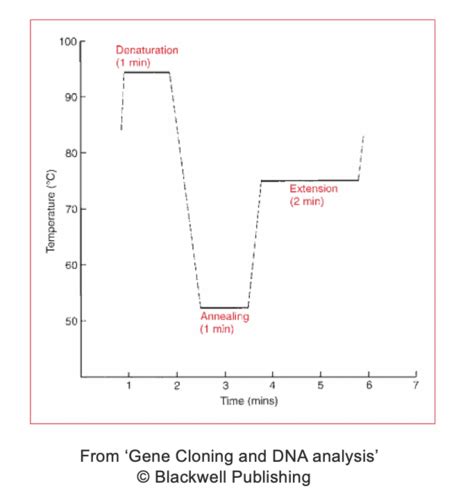 Polymerase Chain Reaction Flashcards Quizlet