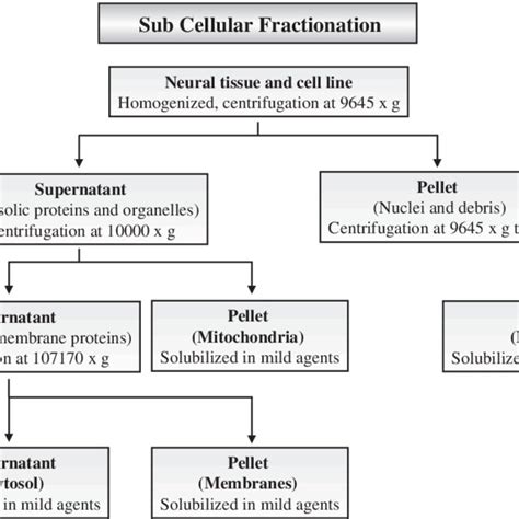 Schematic Representation Of Subcellular Fractionation Technique