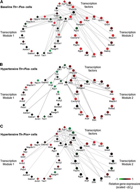 Inputs Drive Cell Phenotype Variability