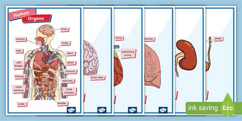 Human Body Poster Teacher Made Twinkl
