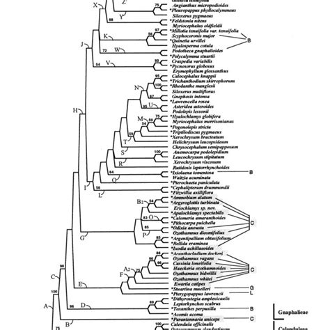 The 50 Majority Rule Consensus Tree Of 2089 Equally Parsimonious Trees
