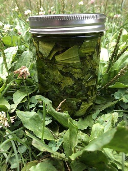 Broadleaf Plantain A Wonderfully Edible And Medicinal Weed Mother