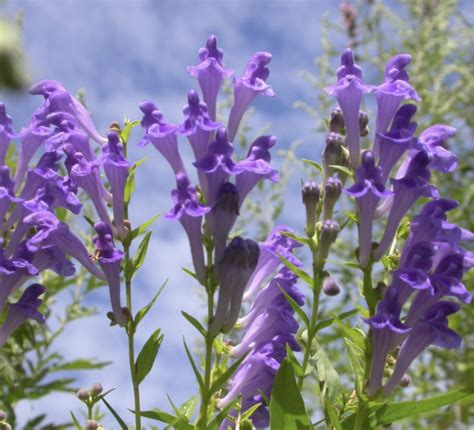 Willow Medicinal Herb Info