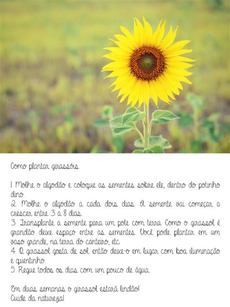 Como Plantar Girassol Artofit