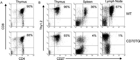 Constitutive Cd27 Cd70 Interaction Induces Expansion Of Effector Type T
