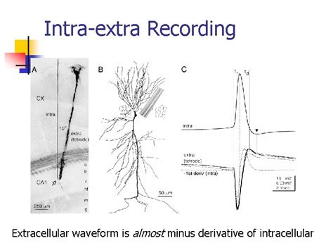 Spike Sorting For Extracellular Recordings Artur Luczak University