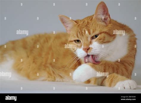 Der kater hi-res stock photography and images - Alamy
