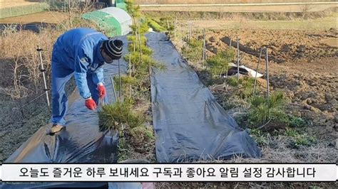 나무밑 제초매트 깔기 Youtube