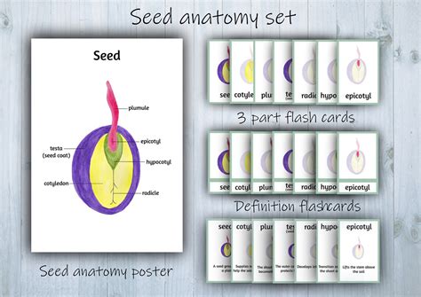 Parts Of A Seed Flashcards And Poster Set Anatomy Of A Seed Flash