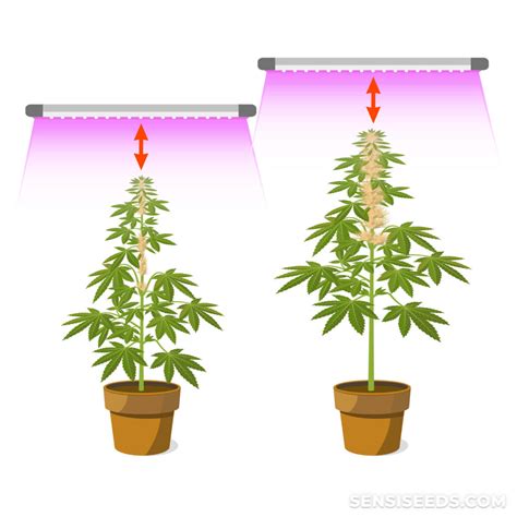 Cannabis Plants Flowering Stages Advanced Nutrients Recipe For