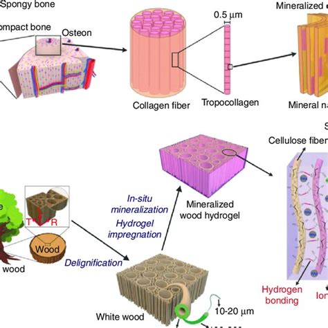 Biomimetic Strategy For Preparing Highly Anisotropic Ultrastrong And Download Scientific