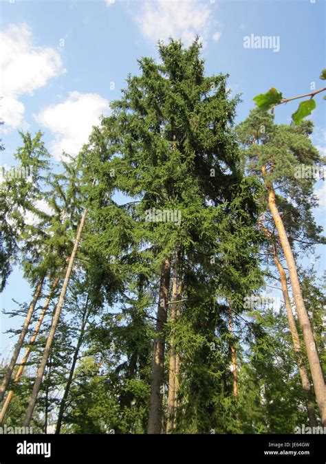 Pseudotsuga Menziesii Known As Douglas Fir Is A Coniferous Tree