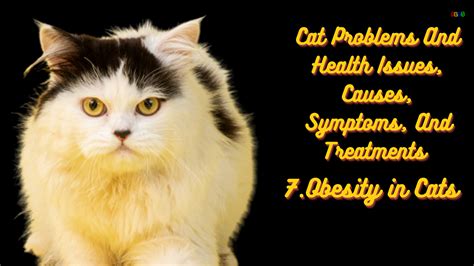 Cat Problems And Health Issues Causes Symptoms And Treatments By