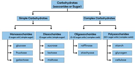 Complex Carbohydrates Diagram