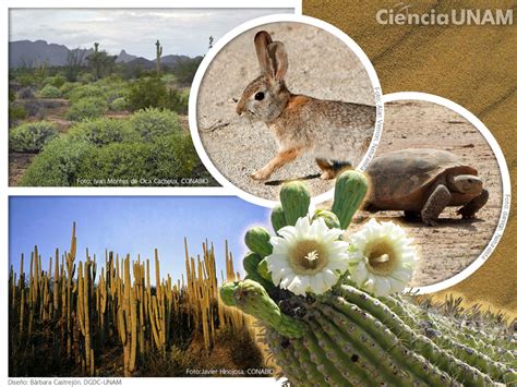 Top 121 Caracteristicas De Flora Y Fauna Del Desierto