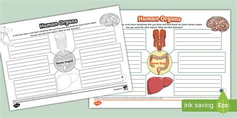 Human Organs Mind Map Lehrer Gemacht Twinkl