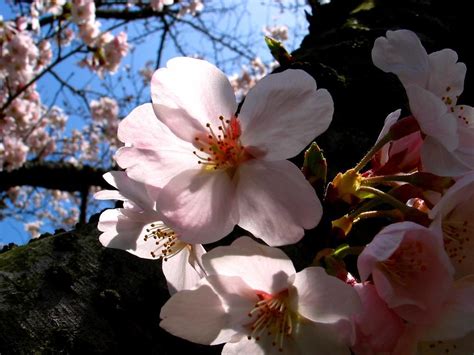 桜並木・お花見 日岡山公園の桜[壁紙写真集 無料写真素材]