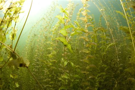 How To Get Rid Of Clasping Leaf Pondweed Identifying Clasping Leaf