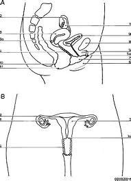 Reproductive System Lab Flashcards Quizlet