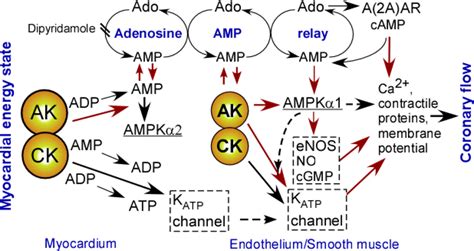 Adenylate Kinase Atp Amp Phosphotransférase Myokinase