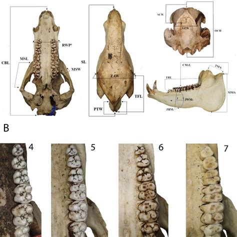 A Craniomandibular Characters Of Tayassu Pecari Used To Linear