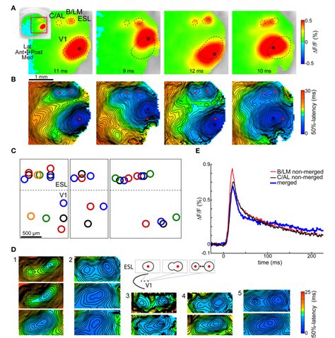 Figure 1 From Population Response Propagation To Extrastriate Areas