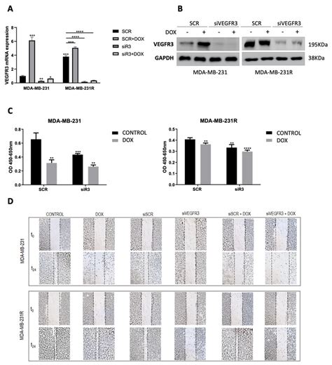 Effect Of Doxorubicin Treatment In Mda Mb 231 Cells Vs Mda Mb 231r