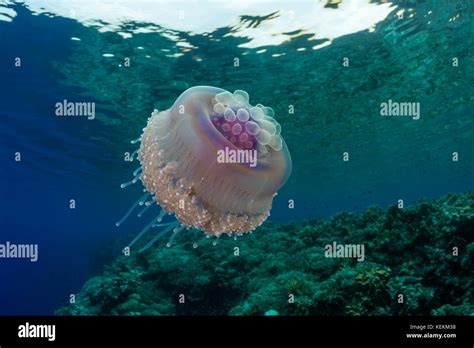 Cephea cephea hi-res stock photography and images - Alamy