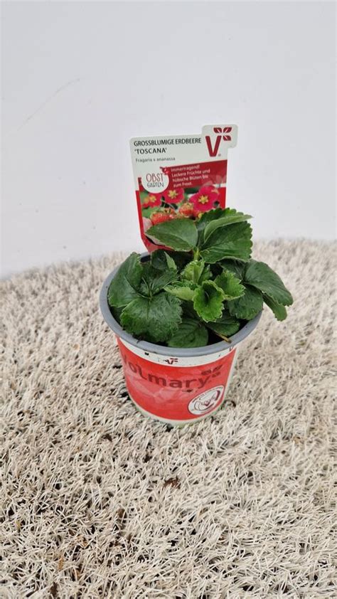 Fragaria X Ananassa Toscana — Plant Wholesale Floraccess