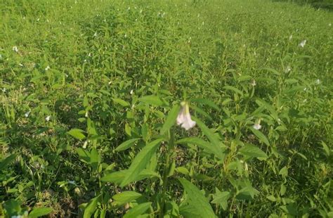 သရက်ချောင်းမြို့နယ်၌ ၂၀၂၃ ၂၀၂၄ ခုနှစ်အတွက် ဆောင်းသီးနှံ ၅၂၂ ဧက စိုက်ပျိုးပြီးစီး Information