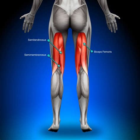Hamstring Injury Risks Of Early Return To Sports Howard J Luks MD