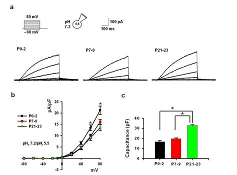 Figure S3 Development Of Voltage Gated Proton Currents In Mouse