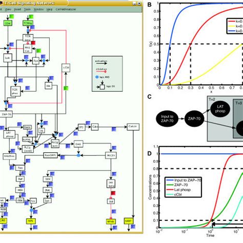 T Cell Model A Structure Of The Boolean Model As Shown In